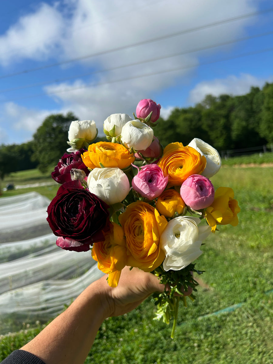 Spring Ranunculus Bouquet CSA – Pond Hill Farm LLC