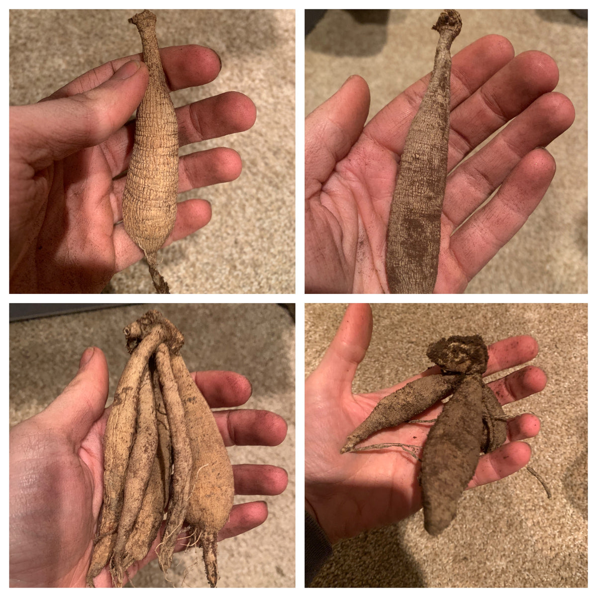 Bracken Sarah – Pond Hill Farm LLC